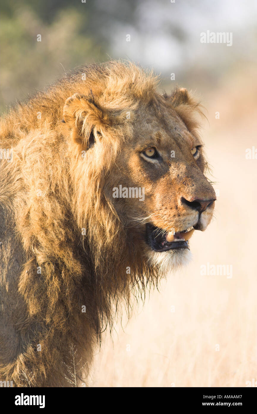 Male African Lion, South Africa (panthera leo Stock Photo - Alamy