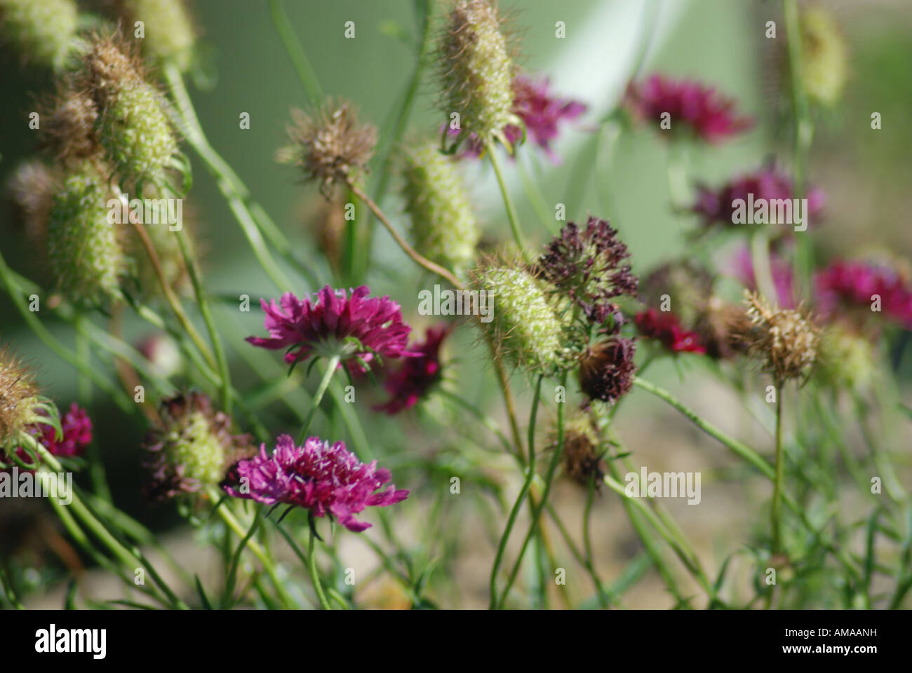 purple flower heads in traditional English garden Stock Photo - Alamy