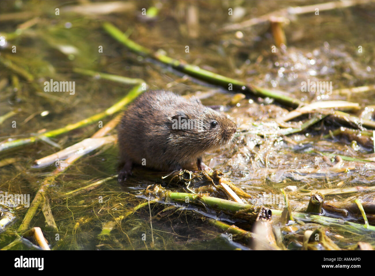 European Water Vole at a riverbank in the UK Stock Photo - Alamy