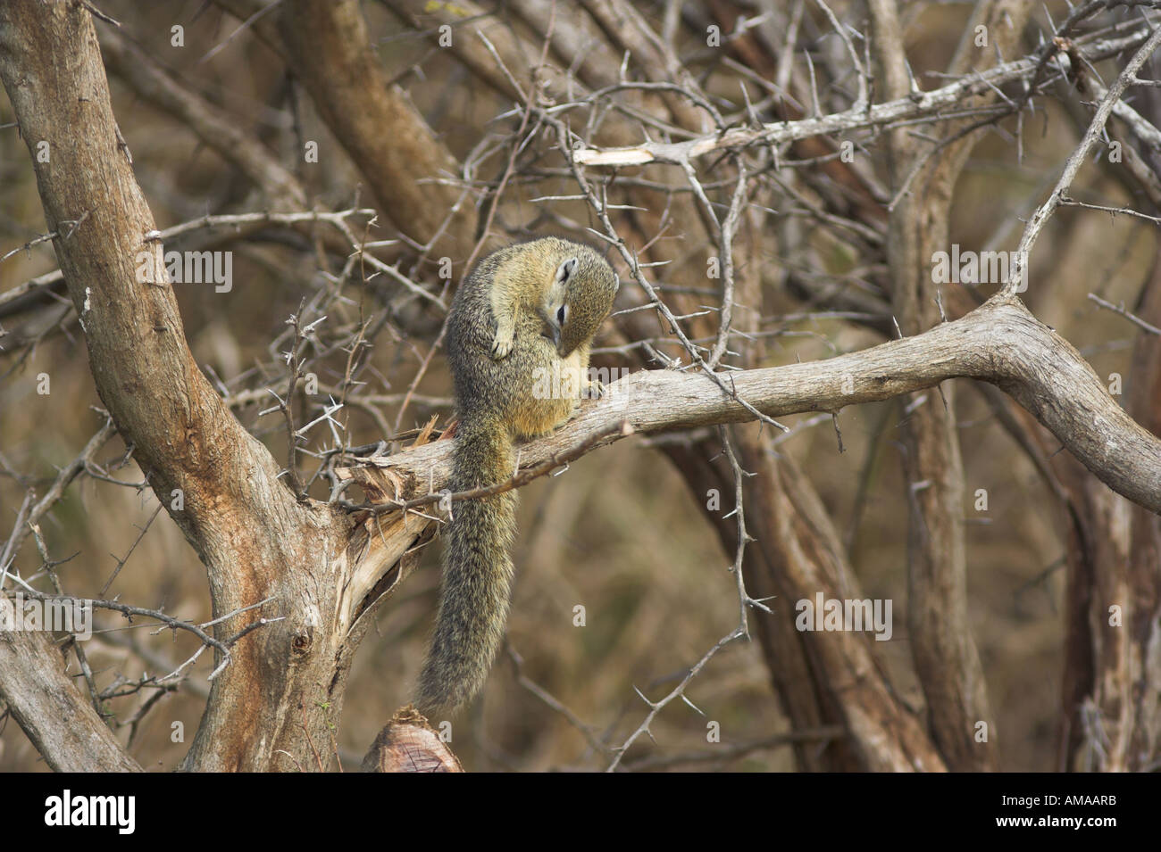 Smiths bush squirrels hi-res stock photography and images - Alamy
