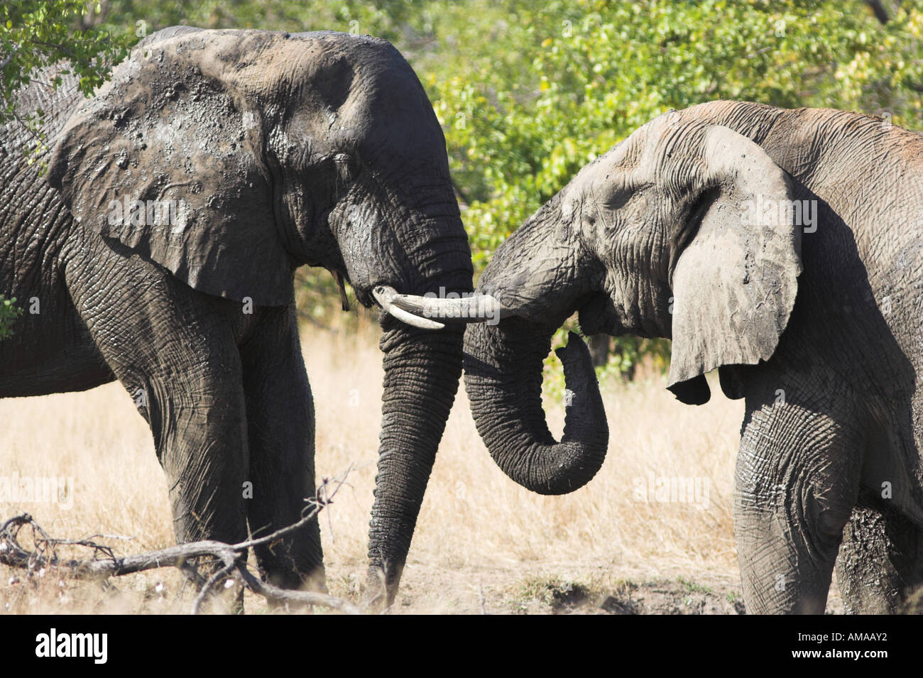 African Bush Elephant, South Africa Stock Photo - Alamy