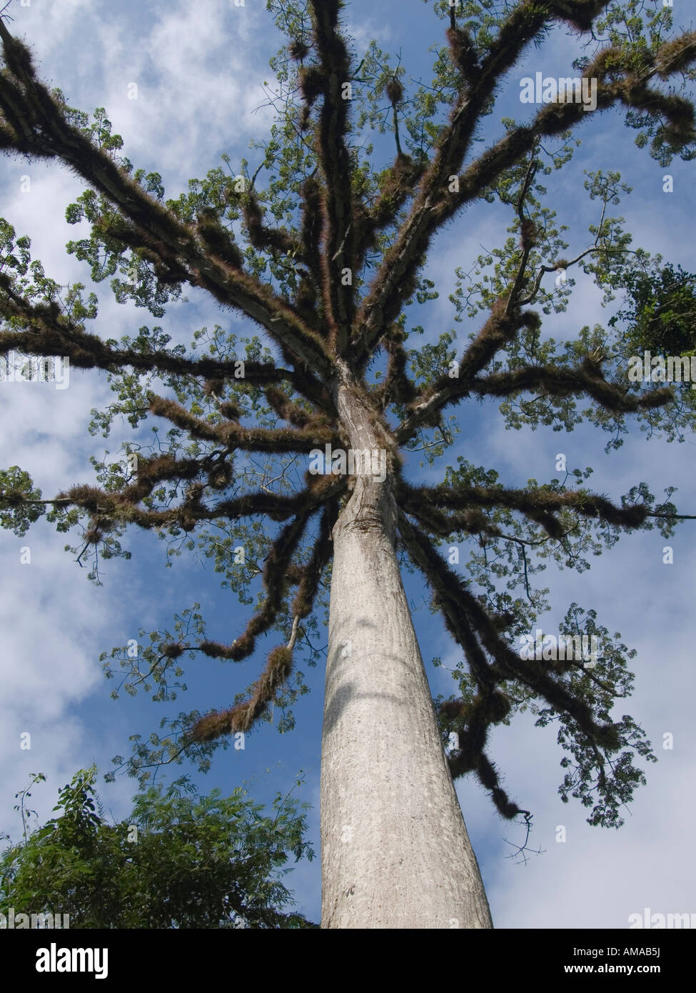 Tikal, Guatemala: Close-up of trees in the jungle Stock Photo - Alamy