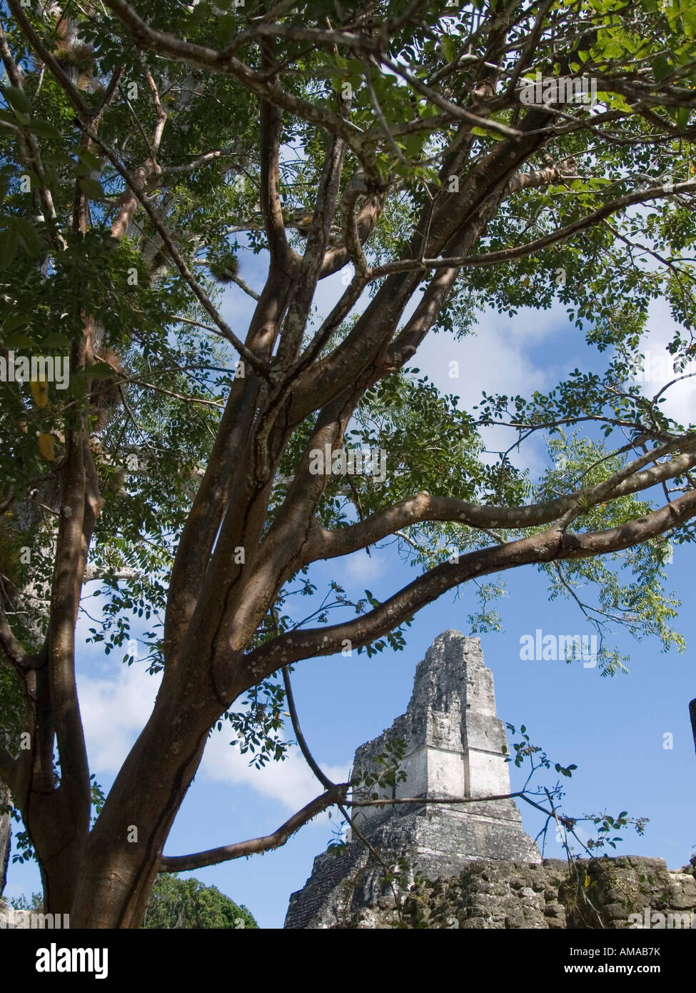 Tikal, Guatemala: Tikal Maya Ruins, Pyramid #1 Stock Photo - Alamy