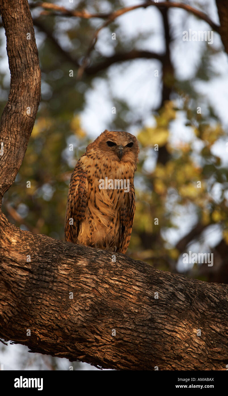 Pel's Fishing Owl (Scotopelia Peli Stock Photo - Alamy