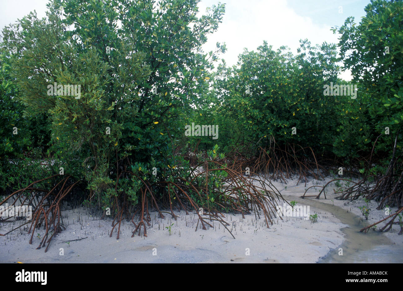 Mangroves tropical Western Australia Stock Photo - Alamy