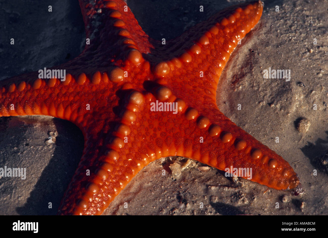 Five point star fish hi-res stock photography and images - Alamy