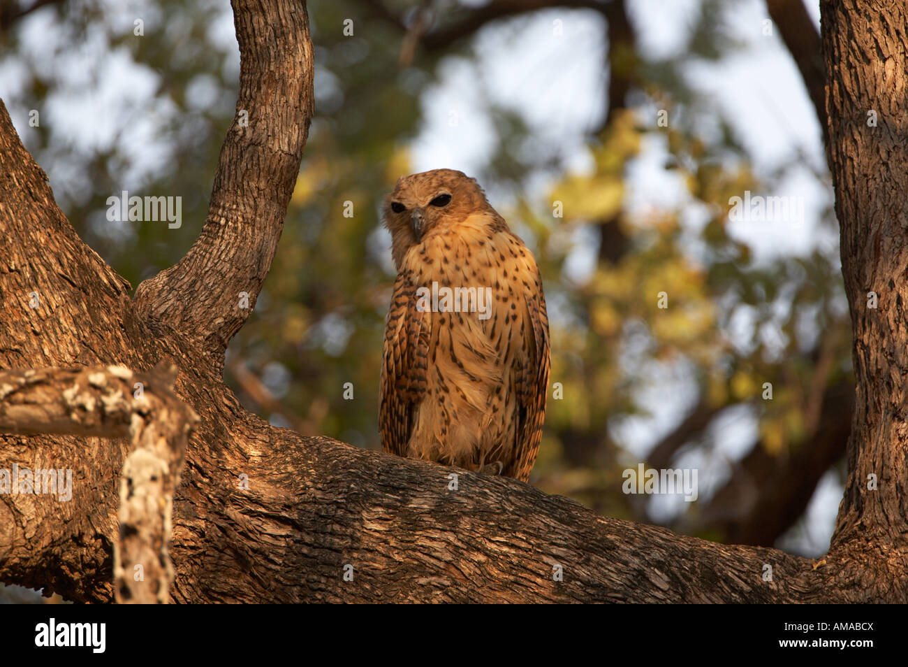 Pels fishing owl hi-res stock photography and images - Alamy