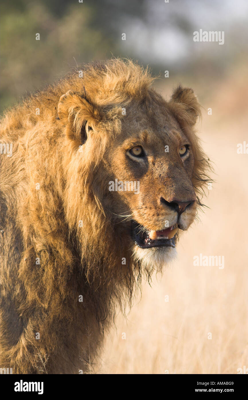 Male African Lion, South Africa (panthera leo Stock Photo - Alamy