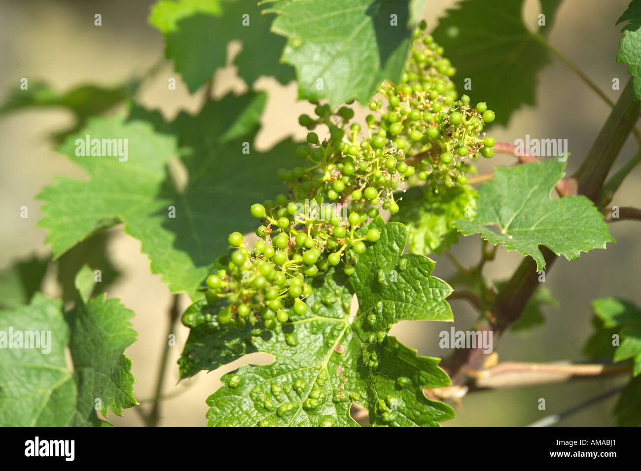 Unripe grapes on the vine Stock Photo - Alamy