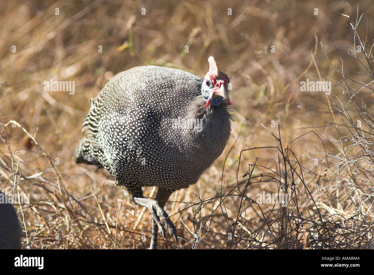Helmeted Guinea Fowl (numida meleagris) South Africa Stock Photo - Alamy