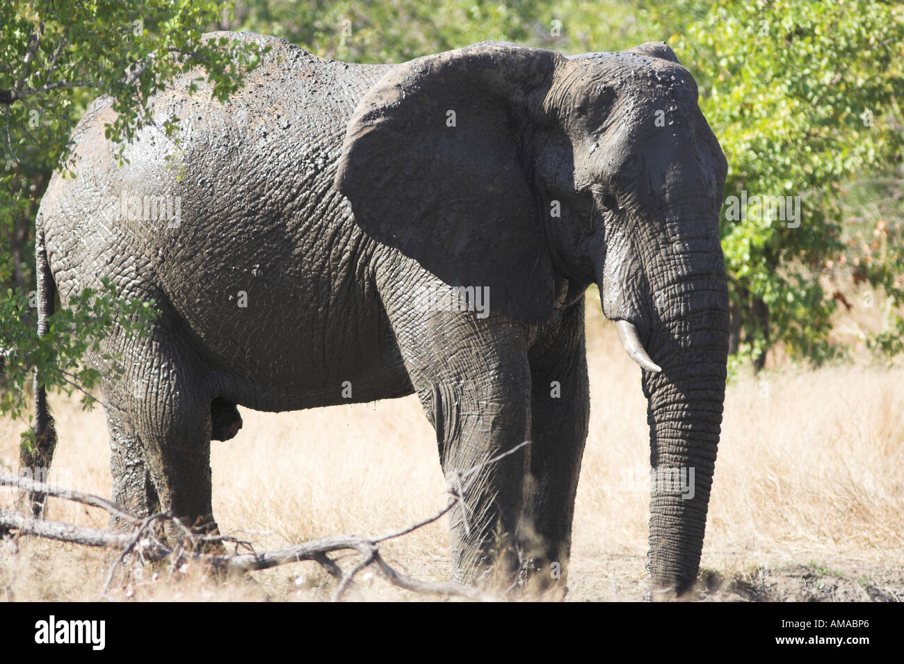 African Bush Elephant, South Africa Stock Photo - Alamy