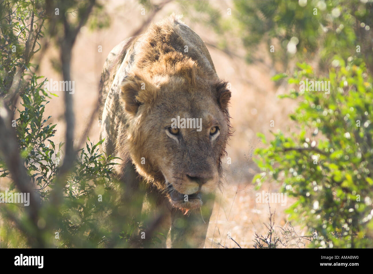 Male African Lion, South Africa (panthera leo Stock Photo - Alamy