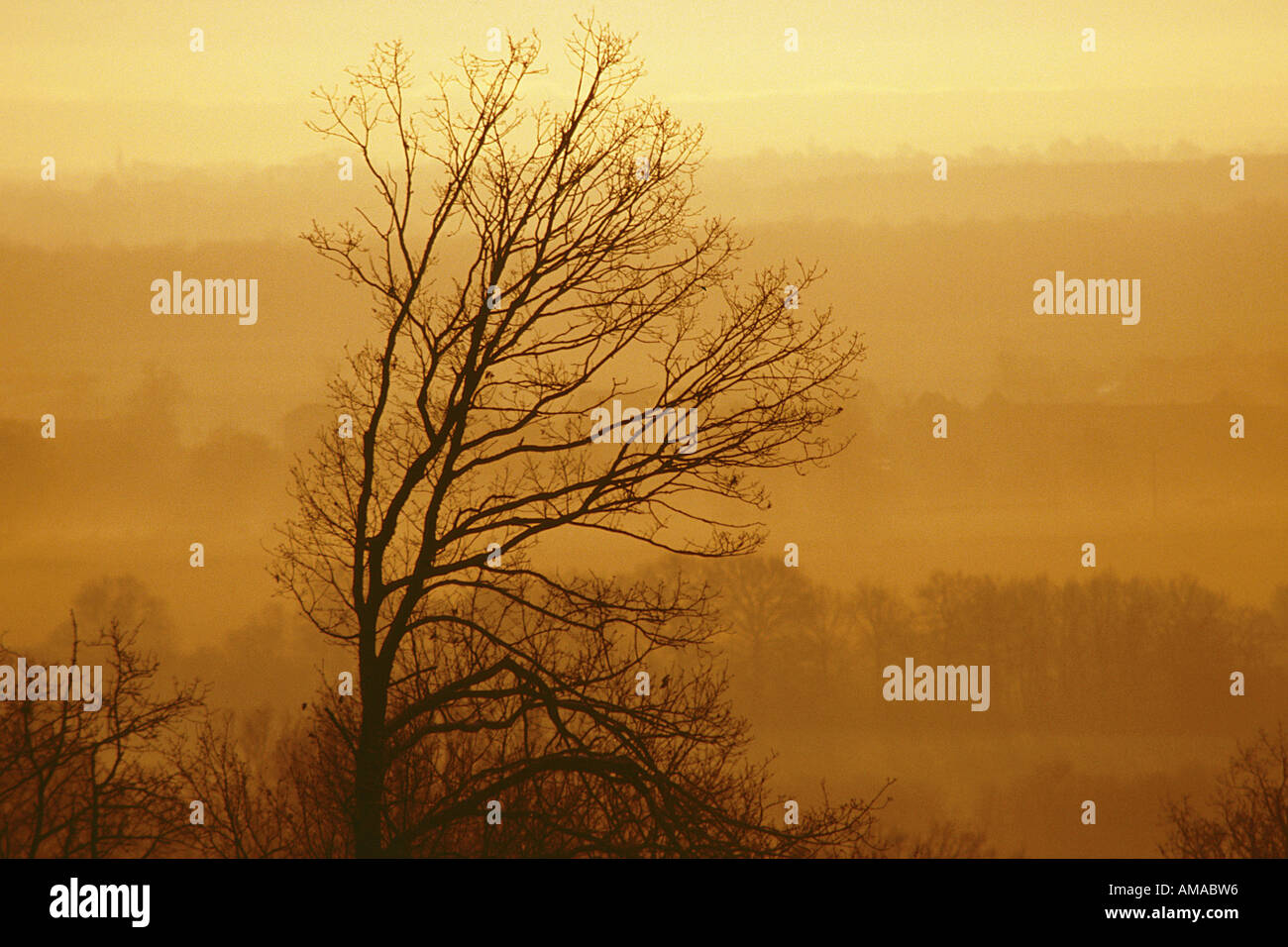Tree silhouette at Sunrise Stock Photo - Alamy