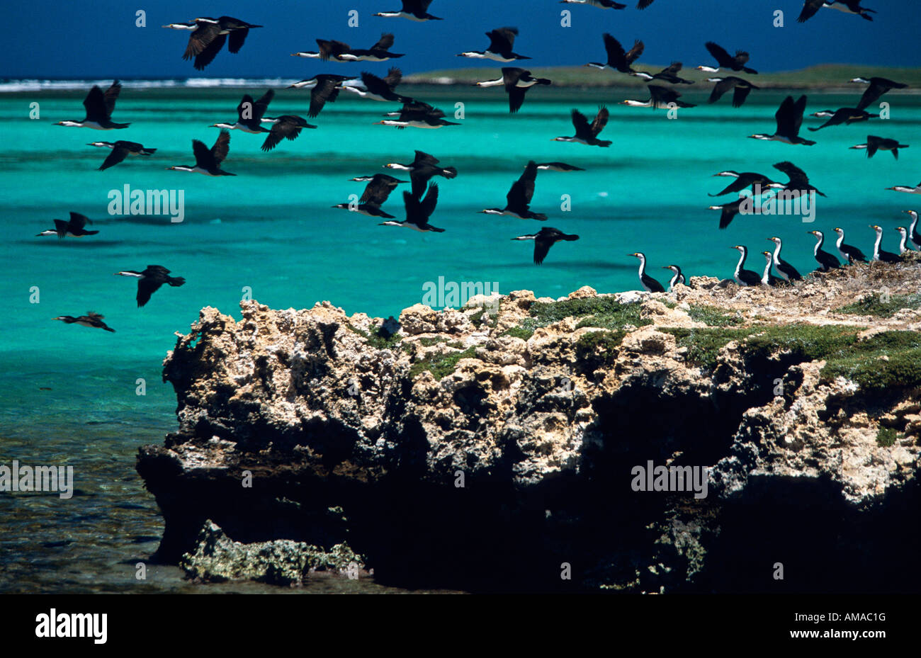 Flock seabirds coral island hi-res stock photography and images - Alamy