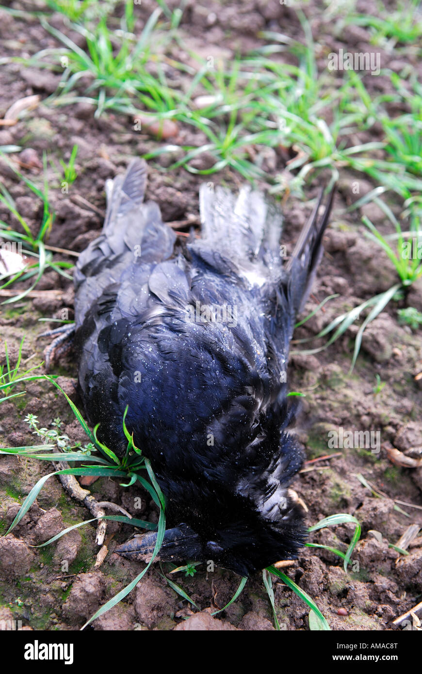Dead rook shot by farmers has a deterrent Stock Photo - Alamy