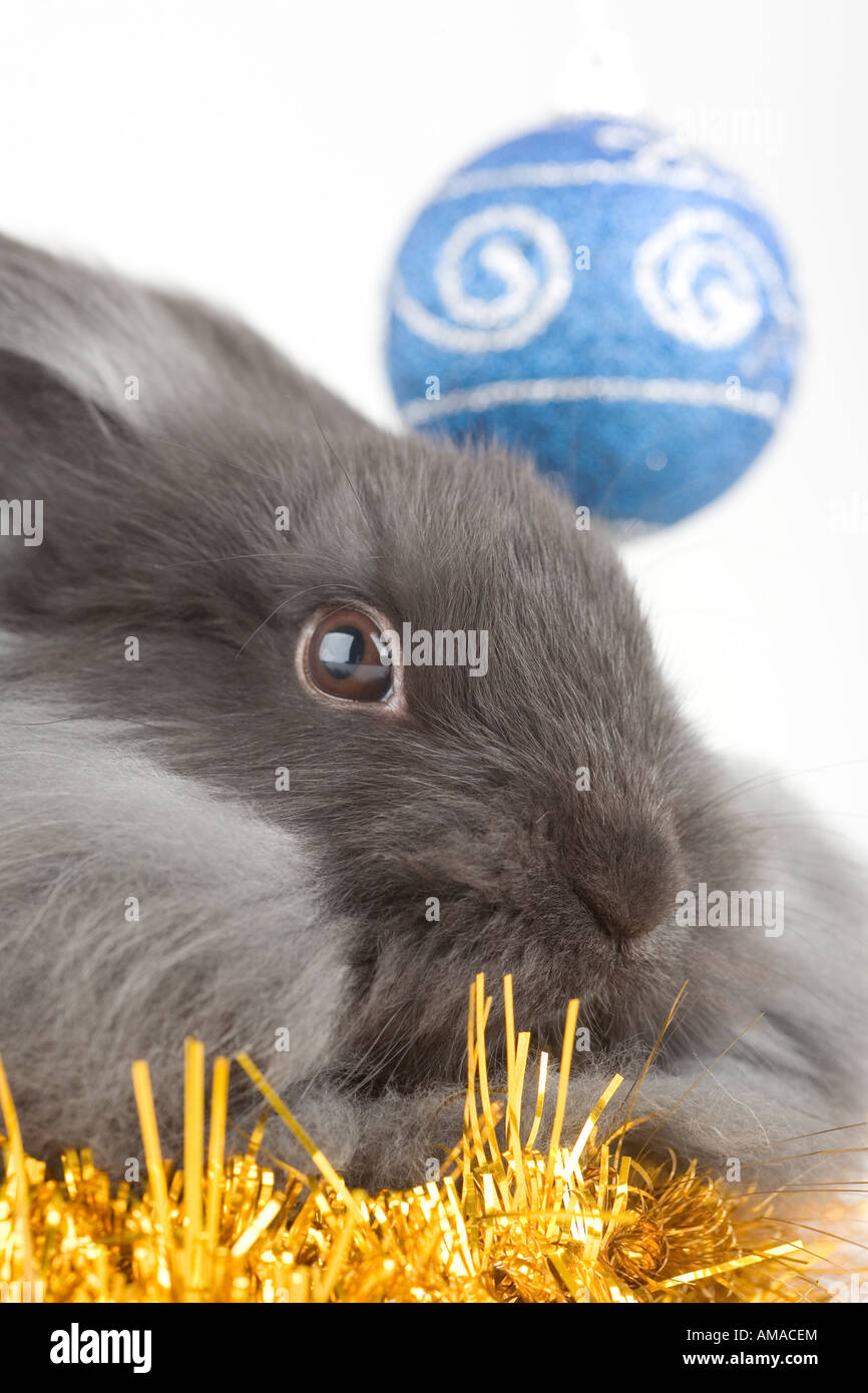 grey bunny and christmas decorations Stock Photo - Alamy