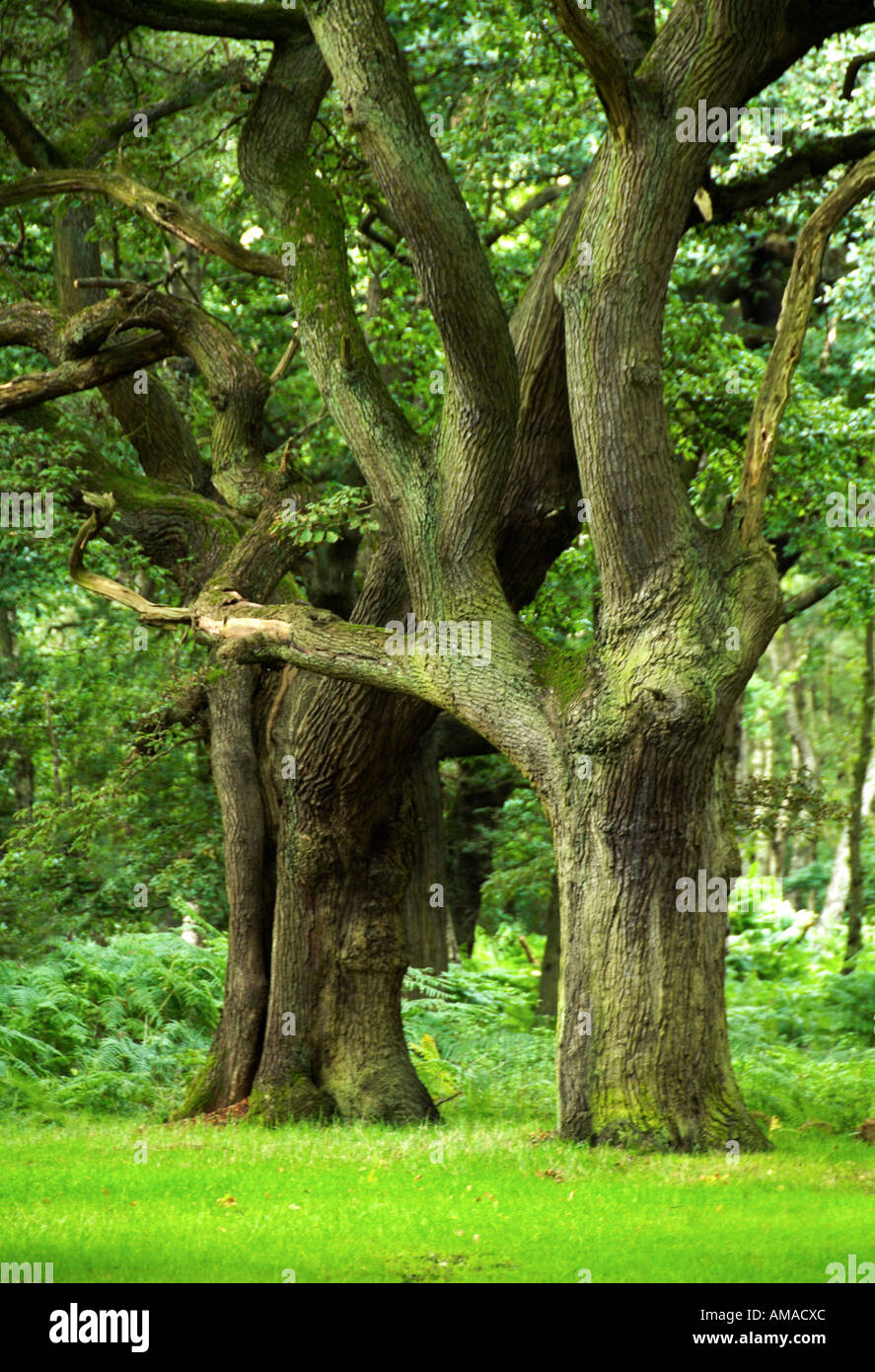 Oak coppice forest hi-res stock photography and images - Alamy