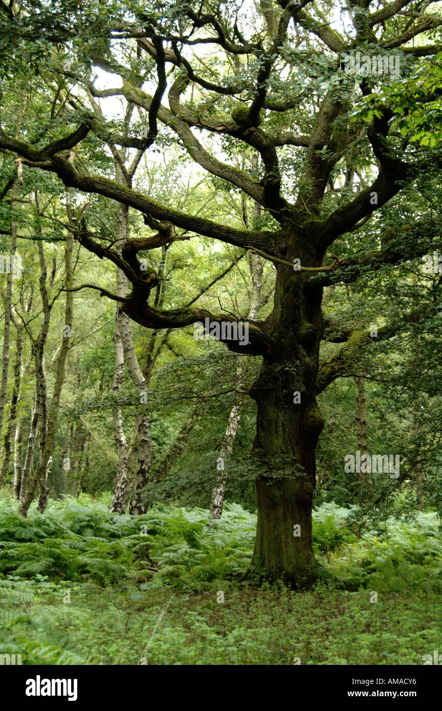 Old Oak Cannock Chase Stock Photo - Alamy