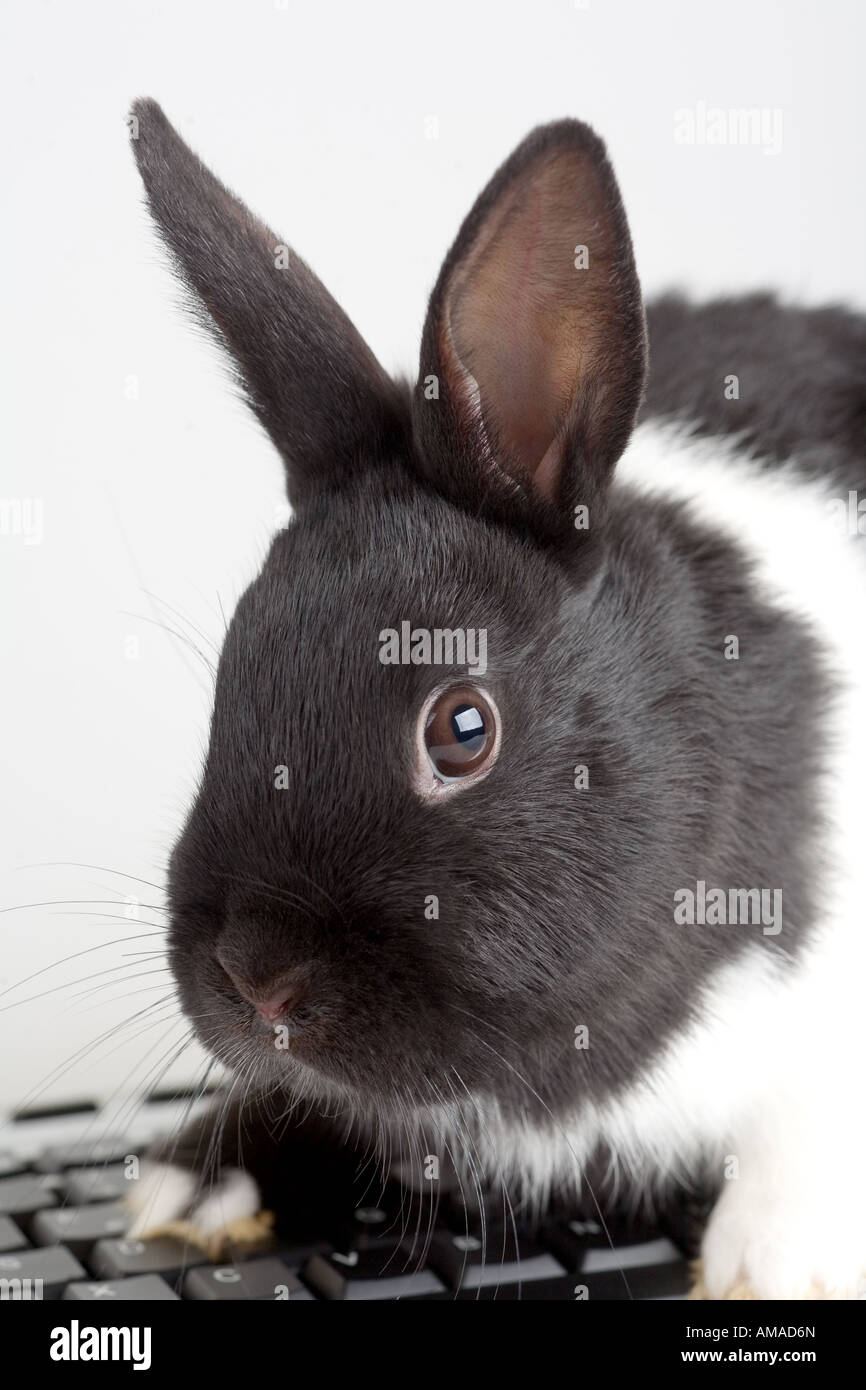 black and white bunny on the keyboard Stock Photo - Alamy