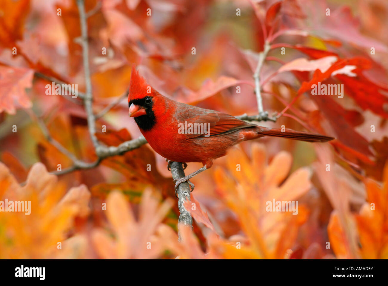 Fall cardinal hi-res stock photography and images - Alamy