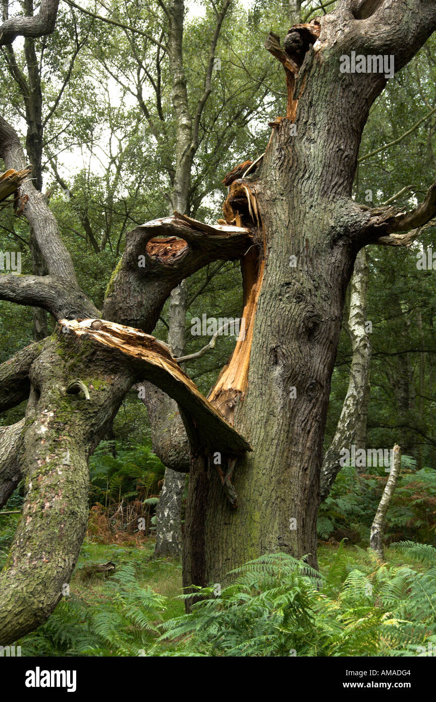 Damaged oak tree hi-res stock photography and images - Alamy