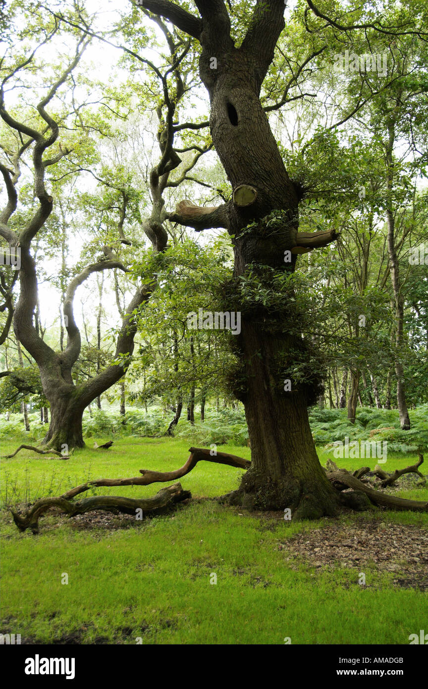 Old Oak Trees Brocton Coppice Cannock Chase Stock Photo - Alamy
