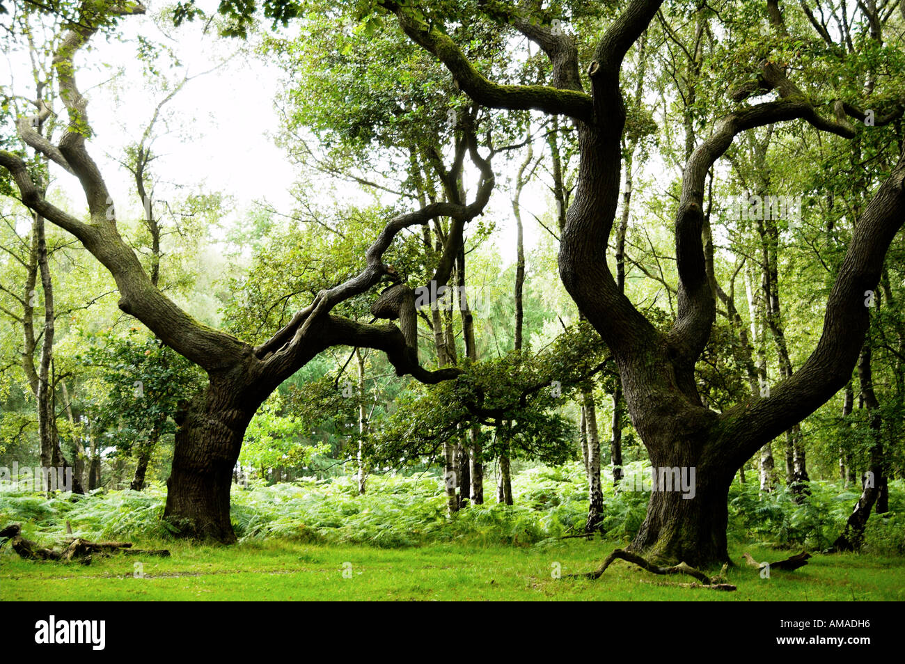 Old Oak Trees Cannock Chase Brocton Coppice Stock Photo - Alamy