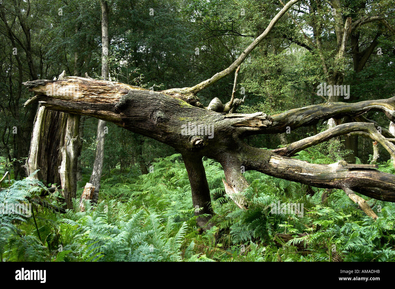 Damaged Old Oak Tree Cannock Chase Stock Photo - Alamy