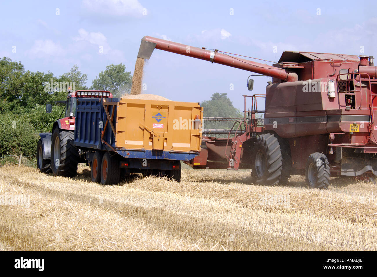 Transferring the crops from the Harvester to waiting Tractor and ...