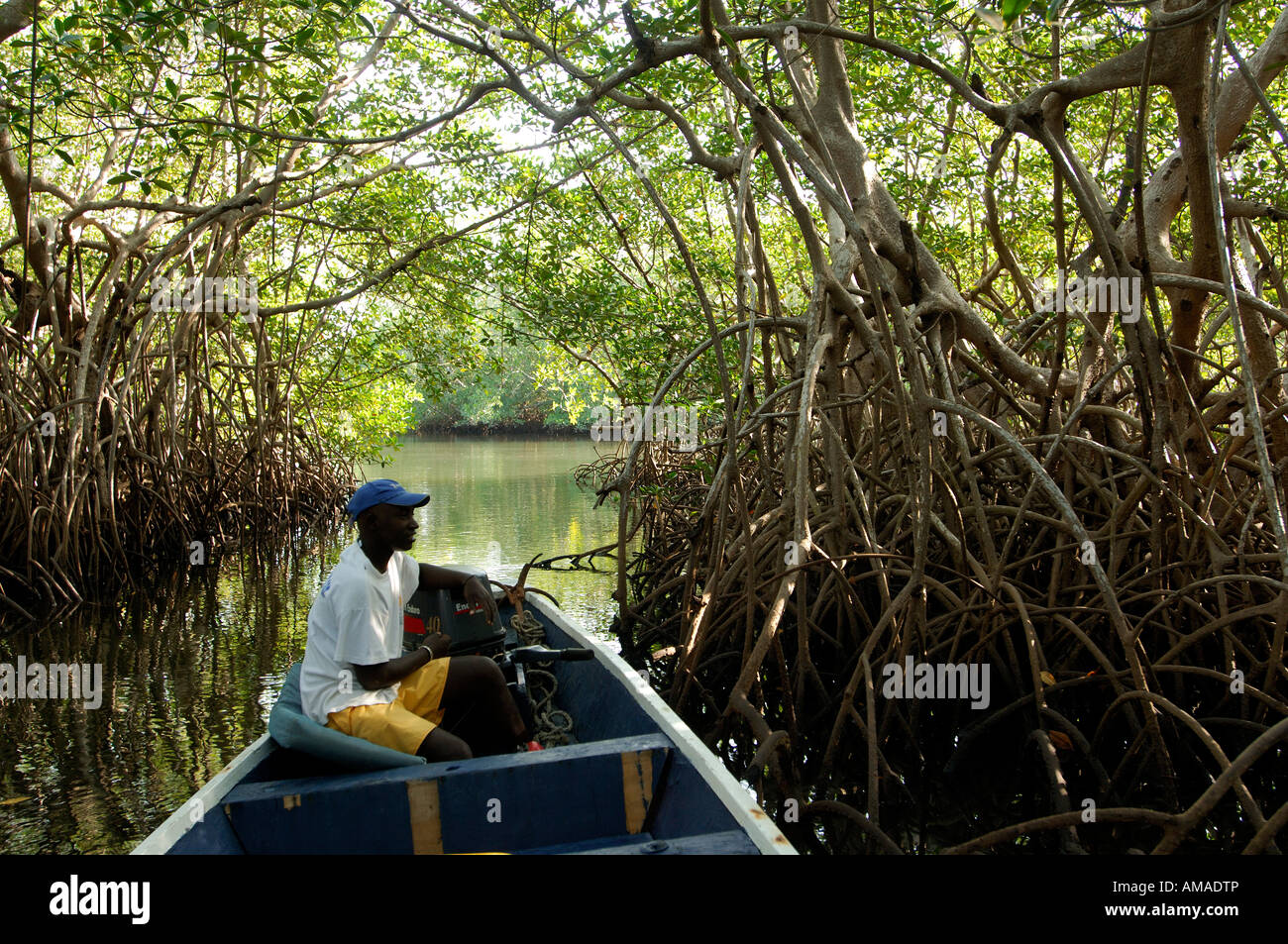 Senegal, Saloum River Delta, mangrove swamp in Sine Saloum area ...