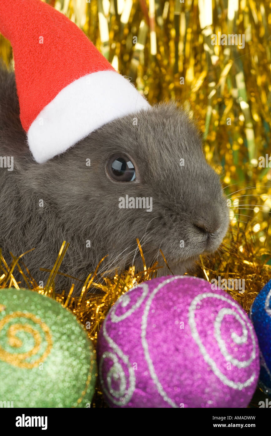 grey bunny and christmas decorations on gold background close up Stock ...