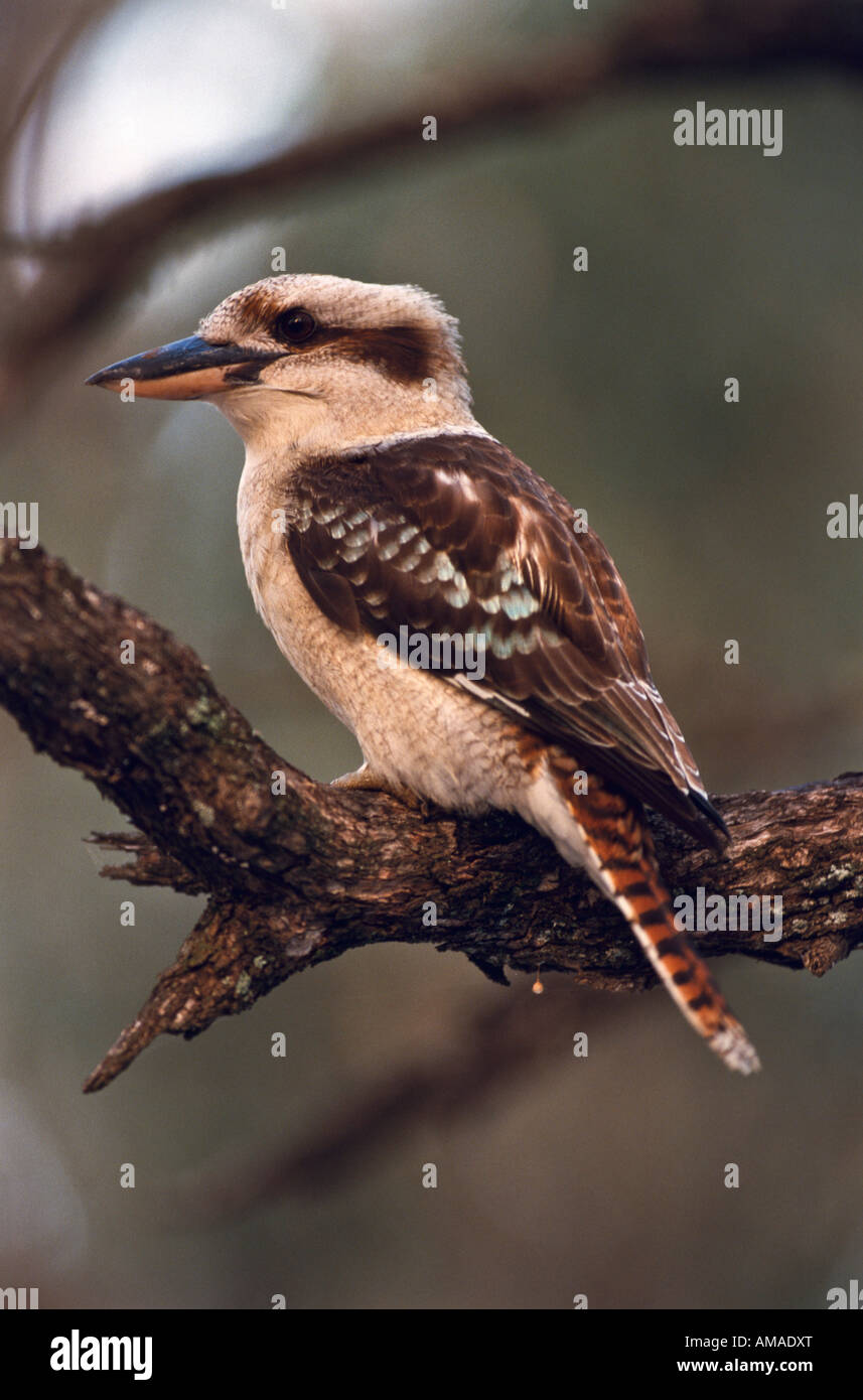 Australian indigenous native animals wildlife fauna hi-res stock ...