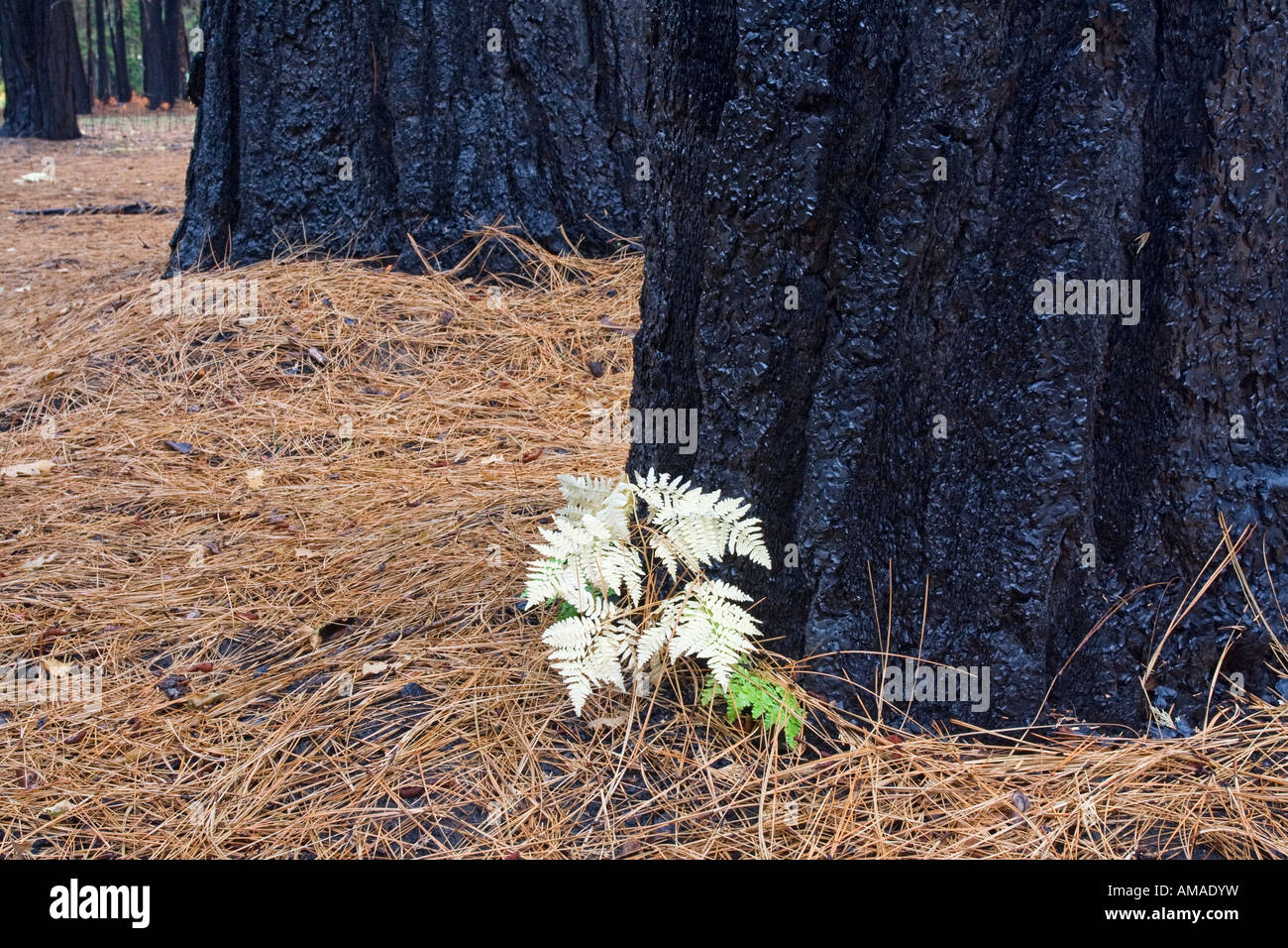 After effects of a forest fire in the High Sierra Stock Photo - Alamy