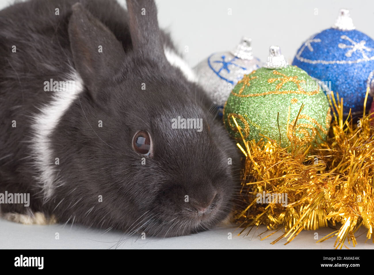 black and white bunny and christmas decorations Stock Photo - Alamy