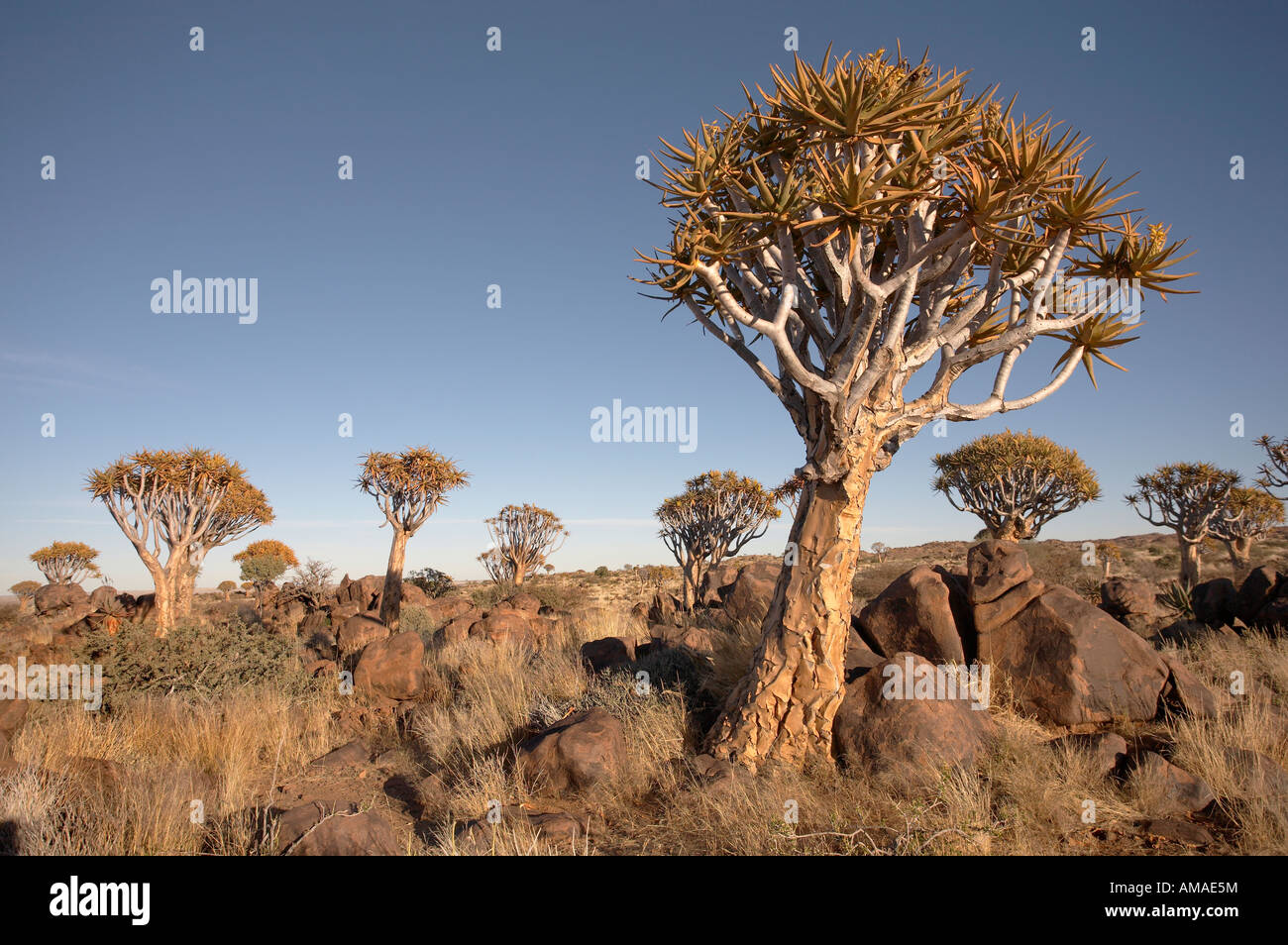 Quiver Trees (Aloe dichotoma Stock Photo - Alamy