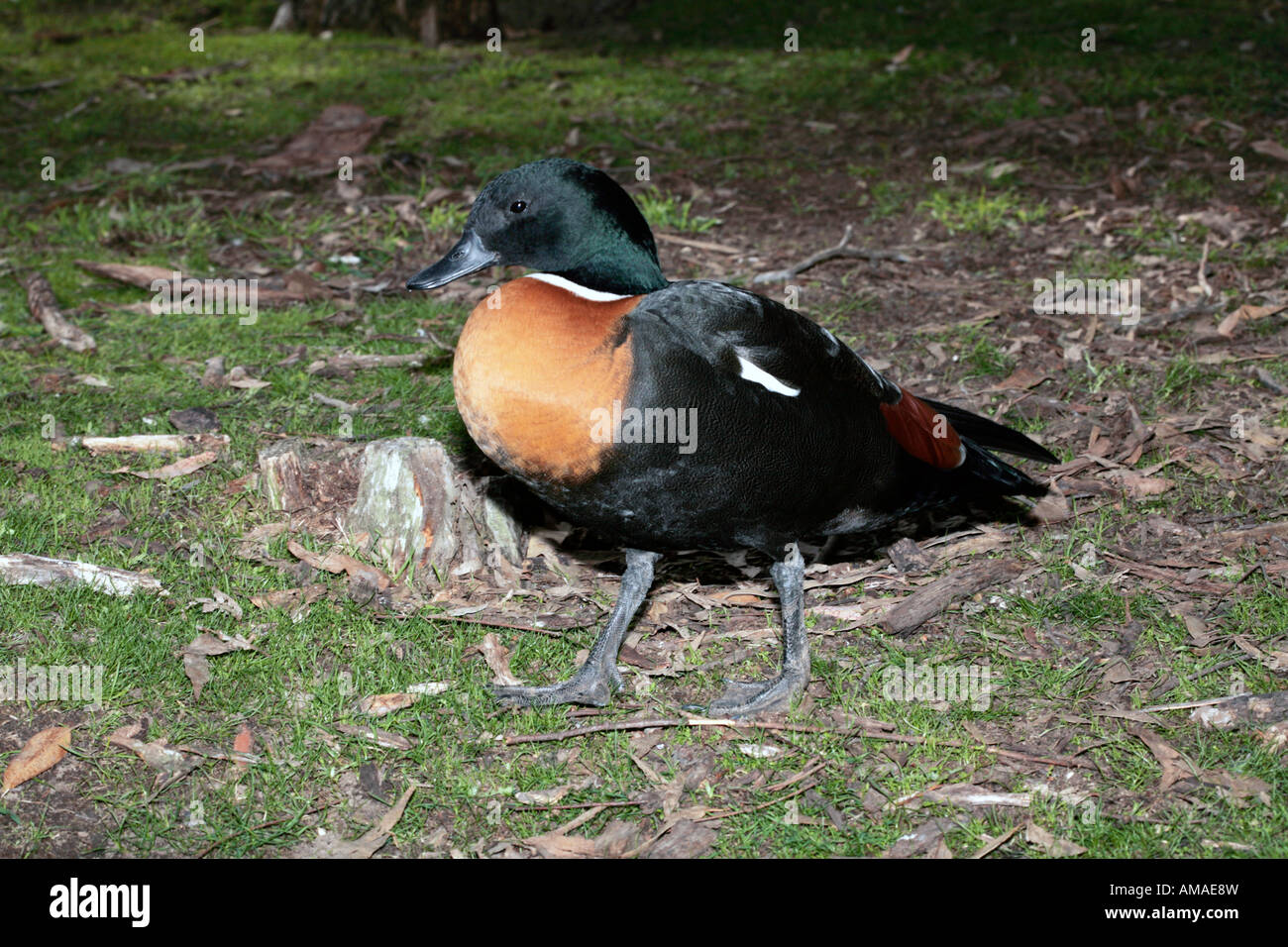 Australian Shelduck Male- Tadorna [variegata] tadornoides Stock Photo ...