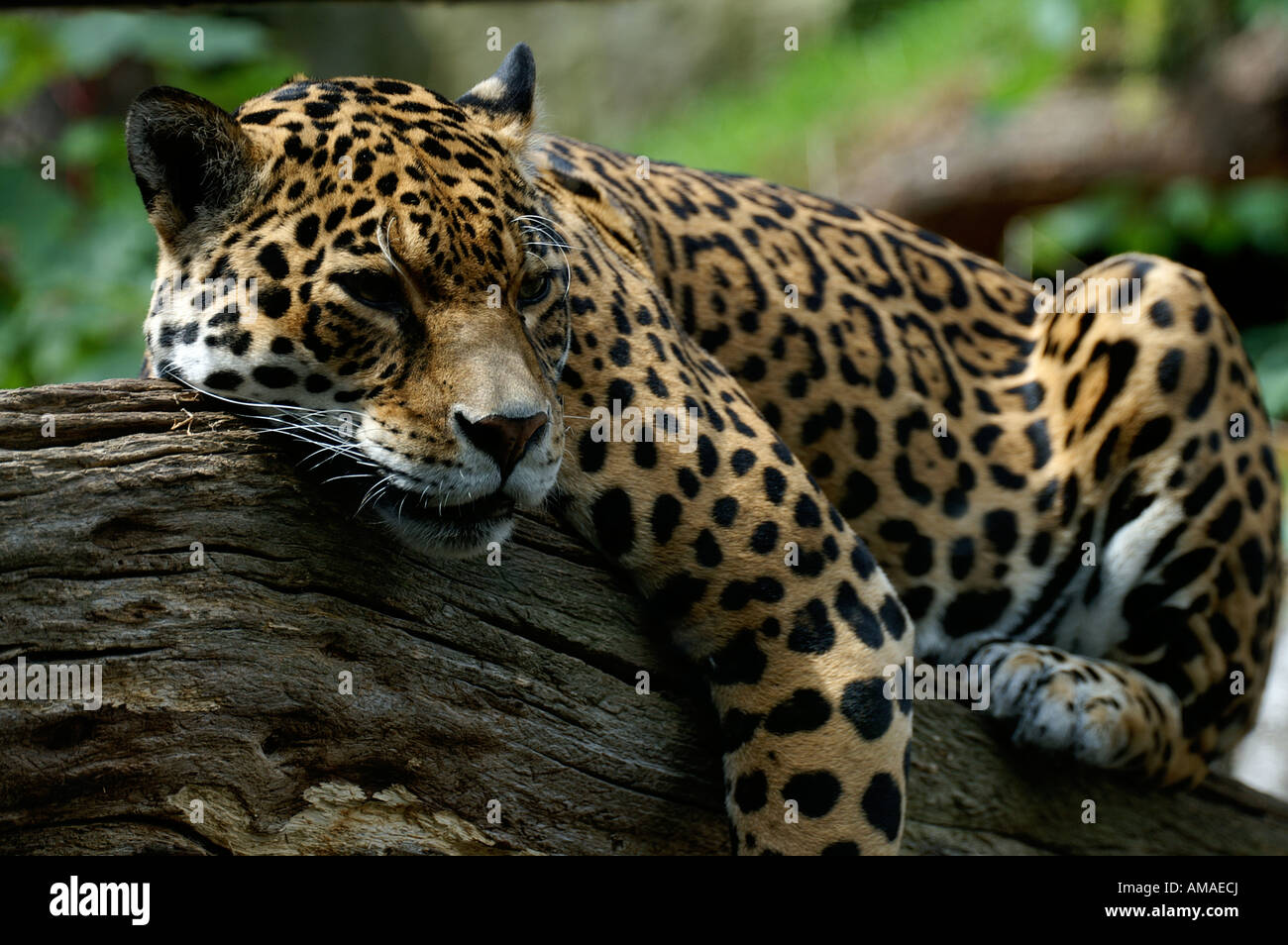 A jaguar lying on a log Stock Photo - Alamy