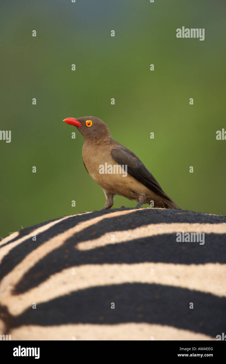 Oxpecker eating ticks hi-res stock photography and images - Alamy