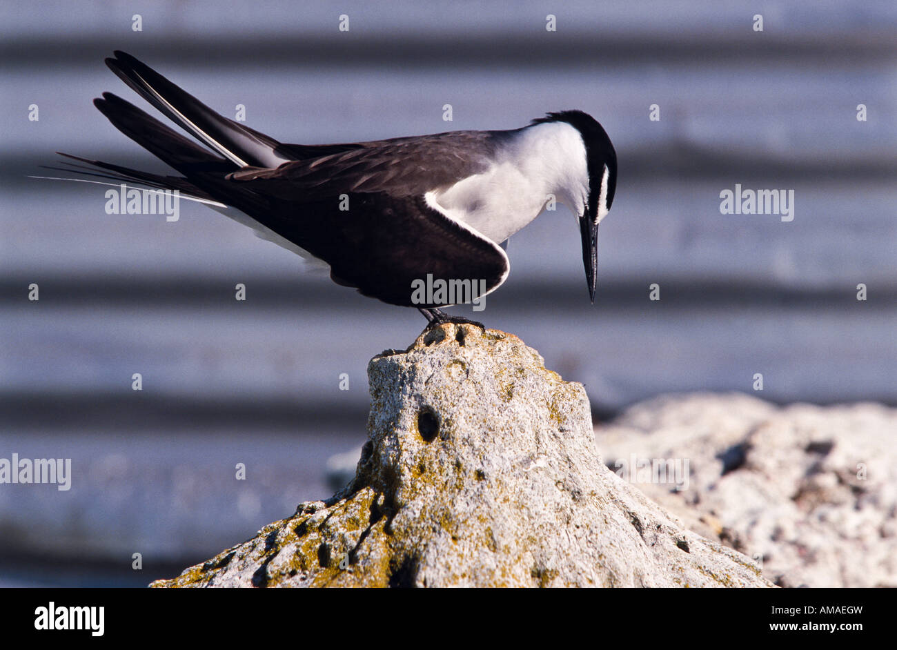 ^Bridled tern, Australia Stock Photo - Alamy