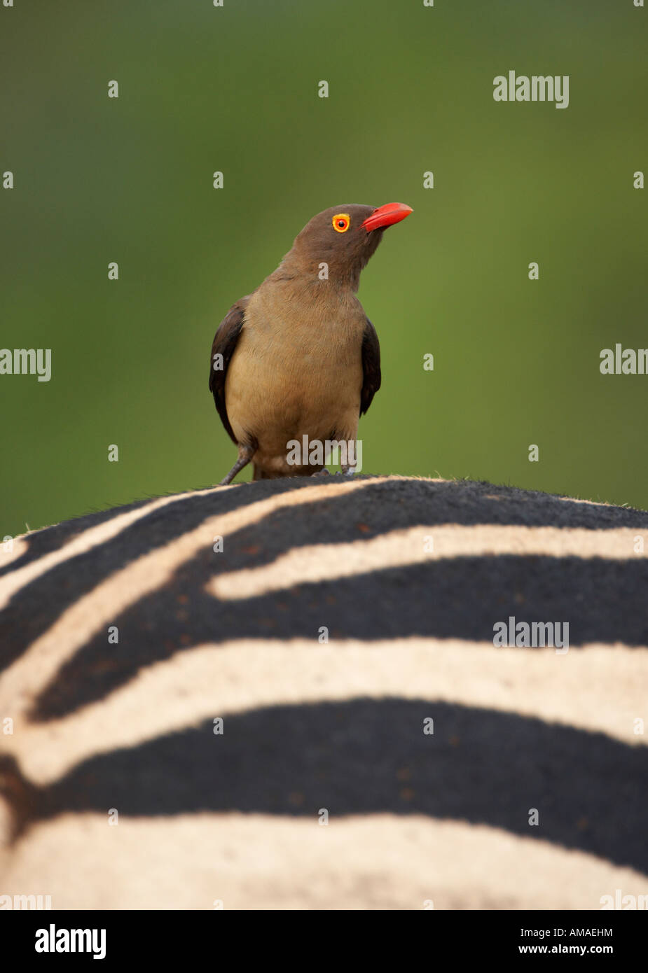 Oxpecker Eating Ticks High Resolution Stock Photography and Images - Alamy