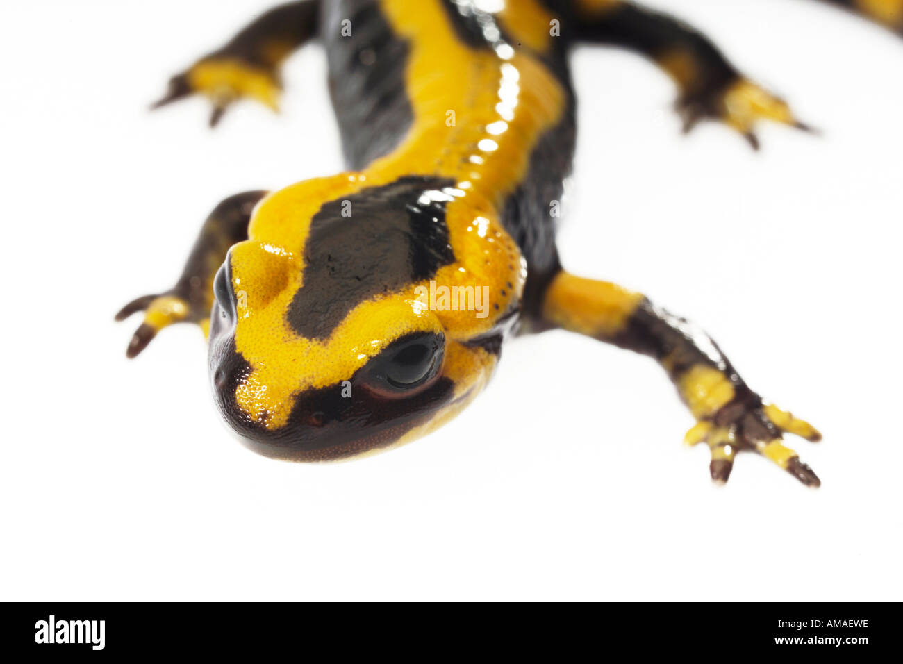 African fire salamanders hi-res stock photography and images - Alamy
