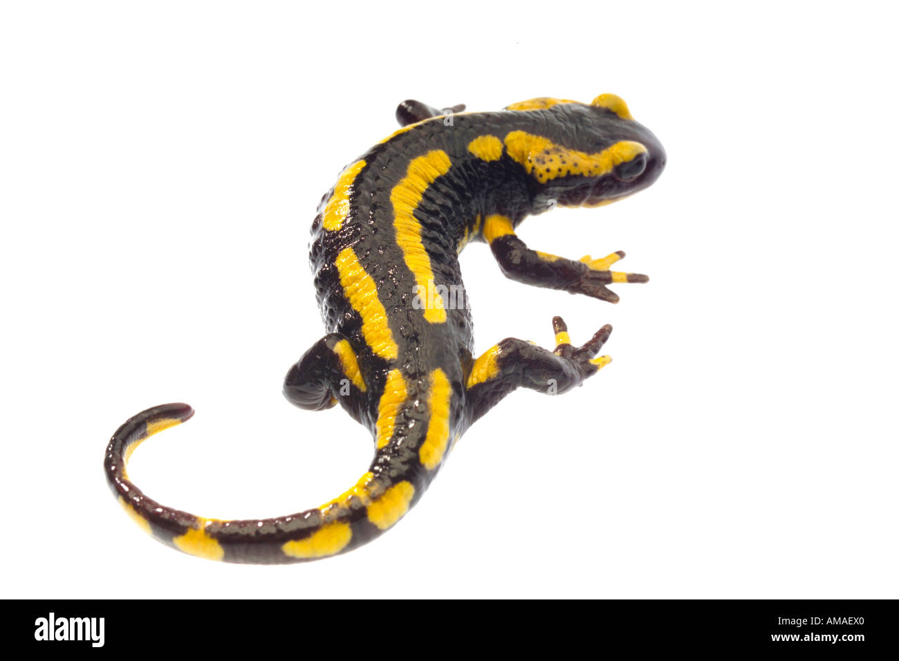 African fire salamanders hi-res stock photography and images - Alamy