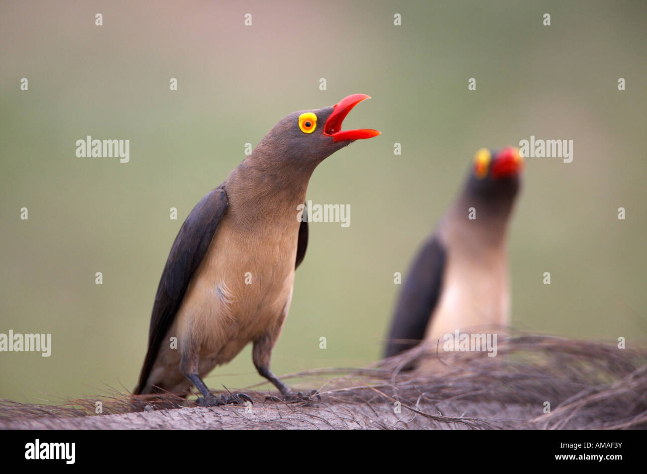 Red-billed Oxpeckers (Buphagus erythrorhynchus) on Warthog's back Stock ...