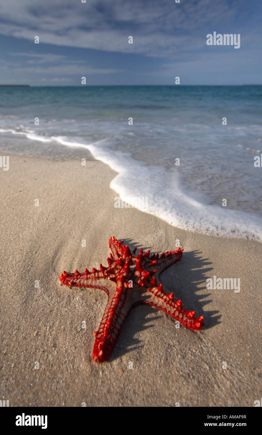 Red-knobbed Starfish (Protoreaster linckii) on a beach by the Indian ...