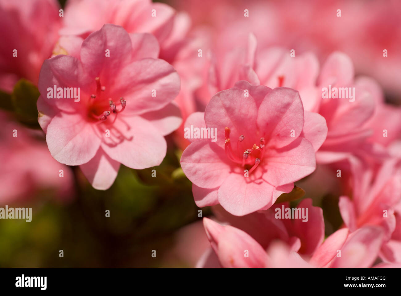 Pink rhododendrons in bloom at the Michie Tavern in Virginia Stock ...