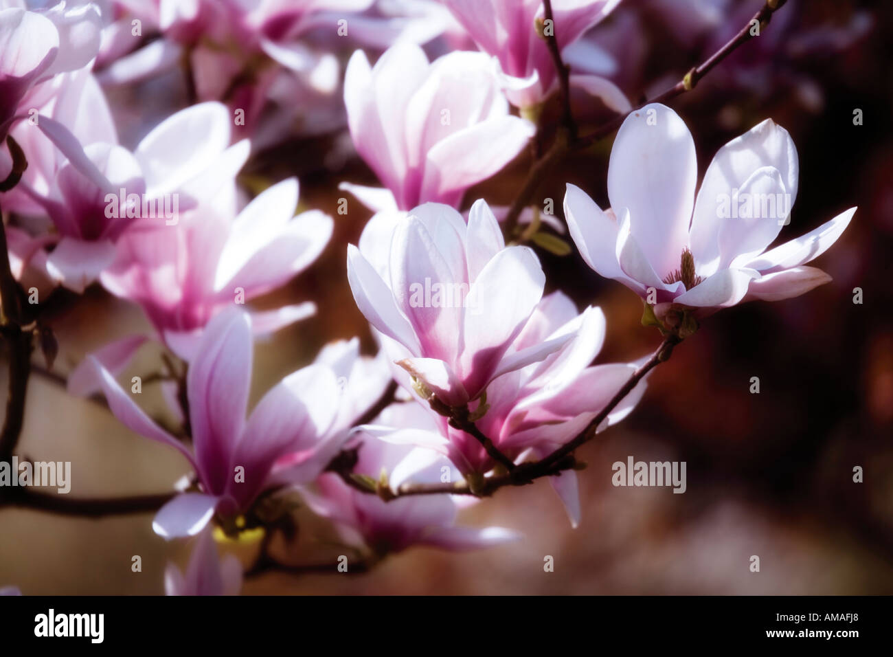 Magnolia tree without flowers hi-res stock photography and images - Alamy