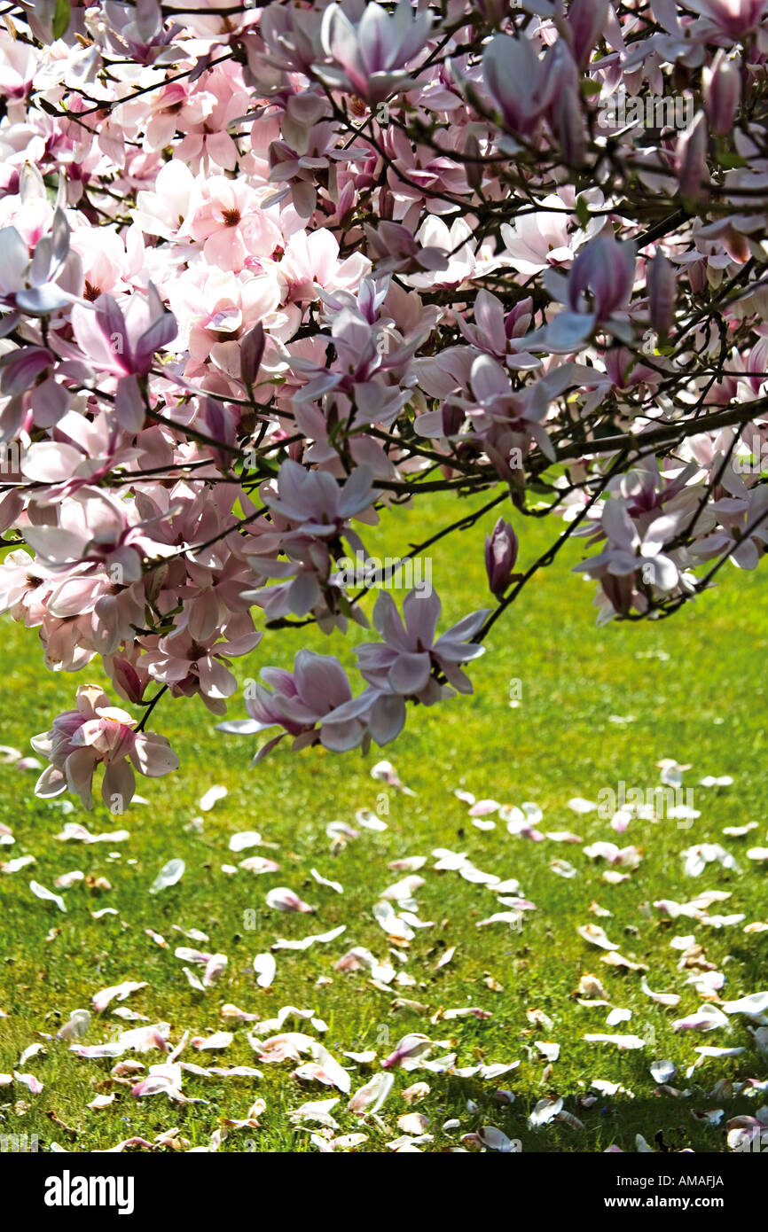 Magnolia tree without flowers hi-res stock photography and images - Alamy