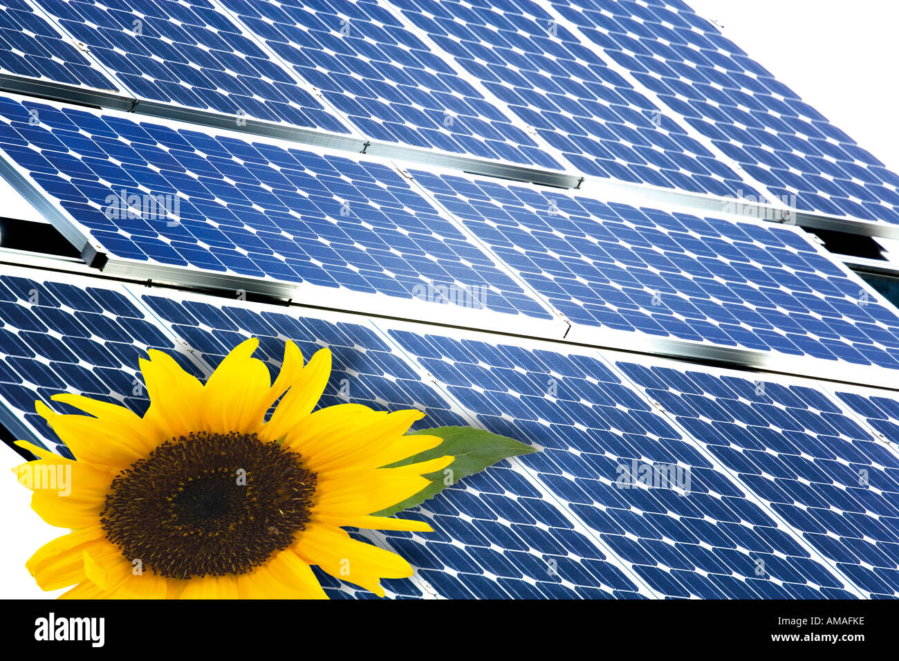 Sunflower against solar panels, close-up Stock Photo - Alamy