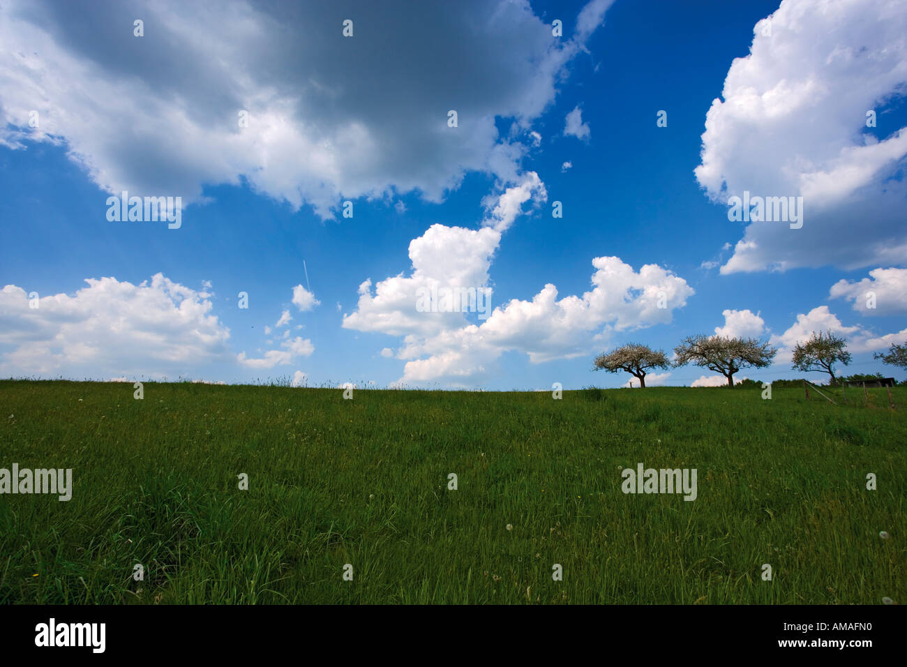 Meadow fruit trees hi-res stock photography and images - Alamy