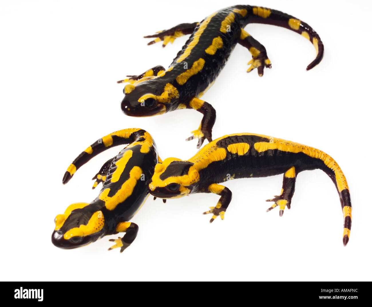 Fire Salamander Elemental